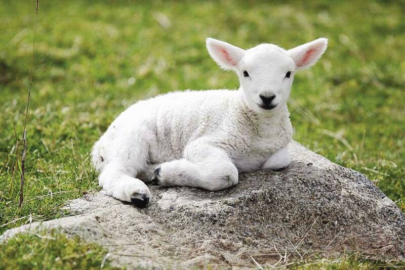 تولد بره ۲ سر و ۳ چشم در پلدختر +عکس - مشرق نیوز