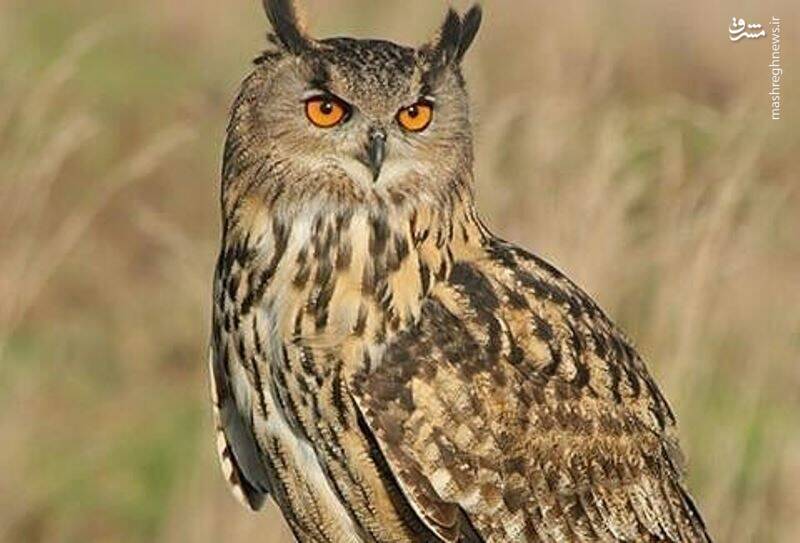 عکس/ جغد مظلوم - نیوزین