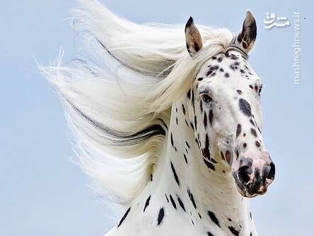 مشرق نیوز - عکس/ اسب زیبای خالدار