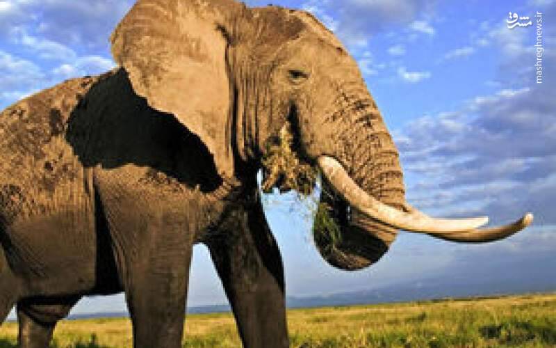 هنرنمایی فیل ۳۳ ساله برای جذب توریست - مشرق نیوز