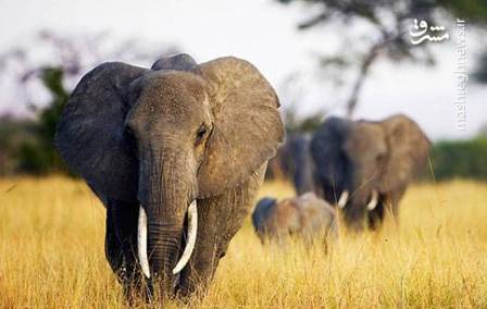 فیل‌های باهوش! - مشرق نیوز